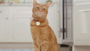 9 Things You Never Knew About Morris the Cat | PopIcon.life