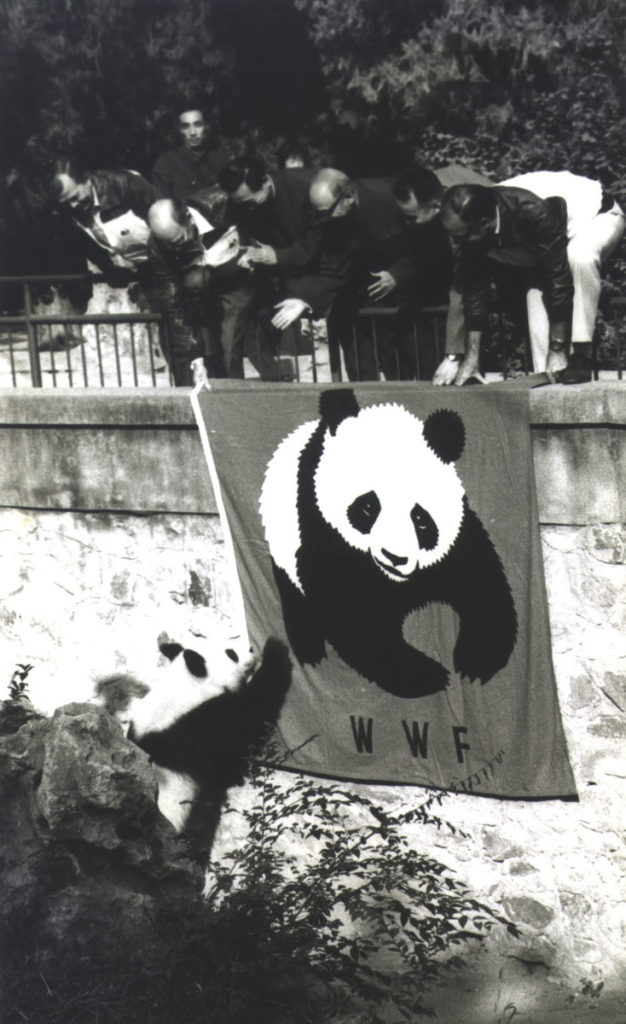 The Panda Behind the World Wildlife Fund’s Logo | PopIcon.life